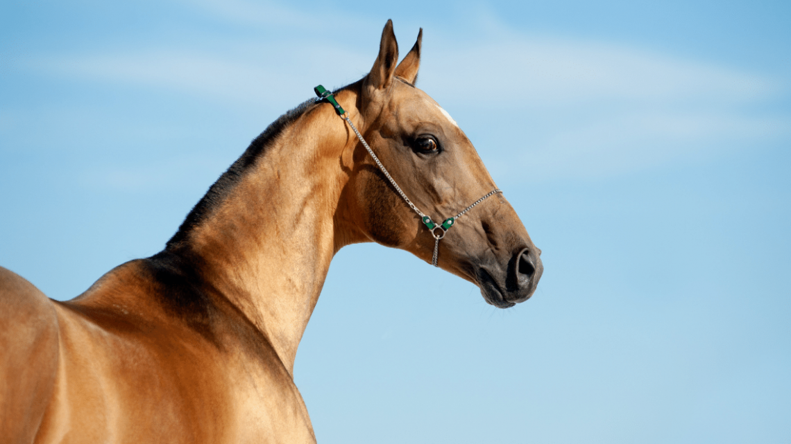 Howrse, het paardenspel van Nederland ⋆ Husl